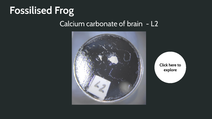 L2 - Fossil analysis using SEM and LM by Eric Hynes on Prezi