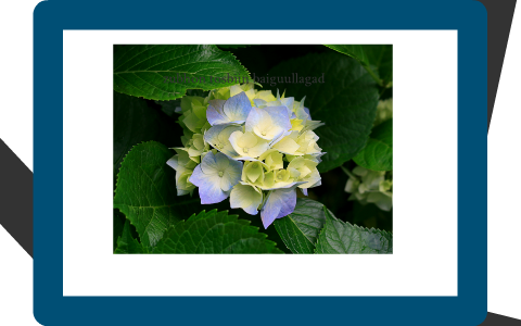 Acolous by nara zaya on Prezi