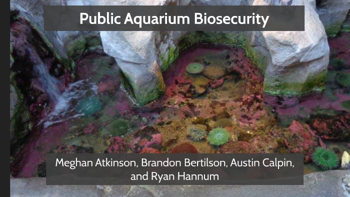 Public Aquarium Biosecurity by Meghan Holst on Prezi