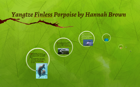 http://www.whalefacts.org/finless-porpoise-facts/ by Hannah Brown on Prezi
