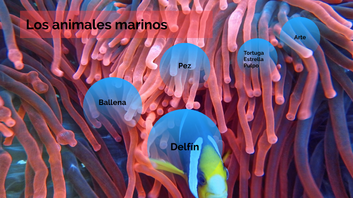 Los animales marinos by Carolina Figueroa on Prezi