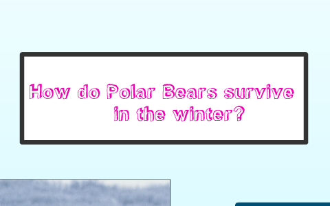 How do Polar bears survive in the winter? by natalie kuang on Prezi