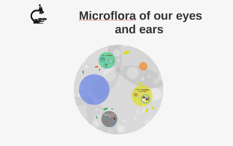 Microflora of our eyes and ears by Syaoran Li on Prezi