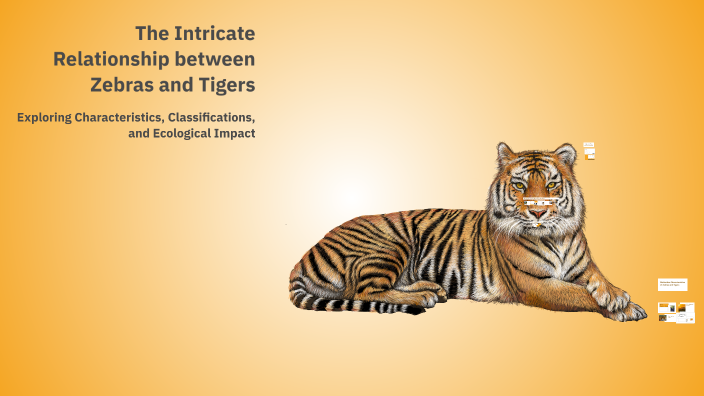 The Intricate Relationship between Zebras and Tigers by JAMES REDRICK ...