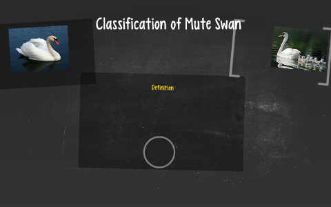 Classification of Mute Swan by Christina Faustin on Prezi