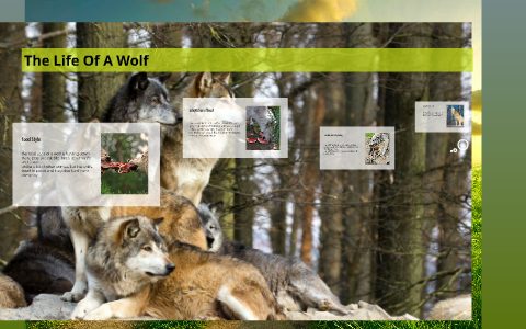 The Life Of A Wolf by jacob harris on Prezi