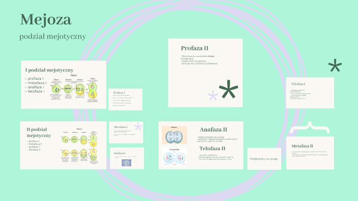 Mejoza by mad r on Prezi