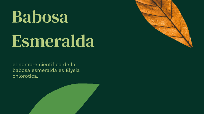 Babosa Esmeralda by Ainara Gámez Bao on Prezi