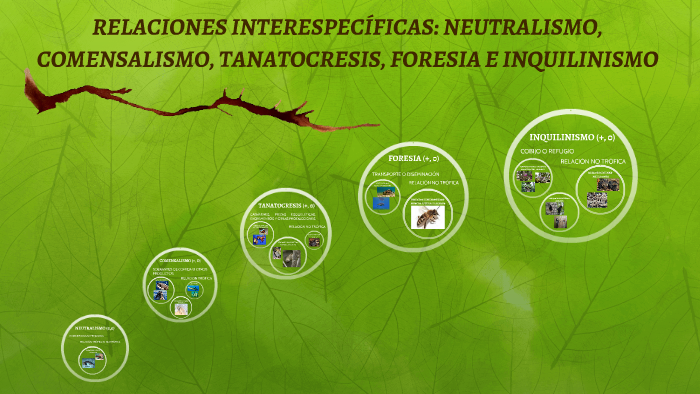 RELACIONES INTERESPECÍFICAS: NEUTRALISMO, COMENSALISMO, TANA by Lola ...