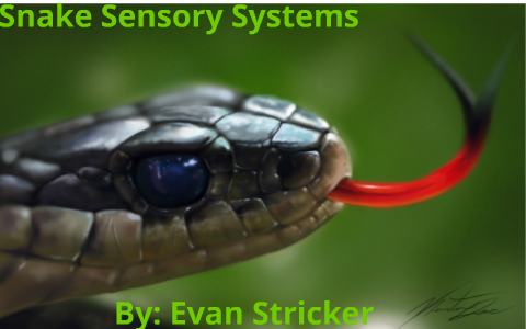 Snake Sensory Systems by Evan Stricker on Prezi