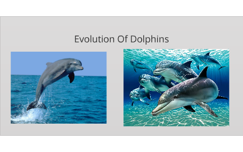 Evolution of Dolphins by Austin Michaelis on Prezi
