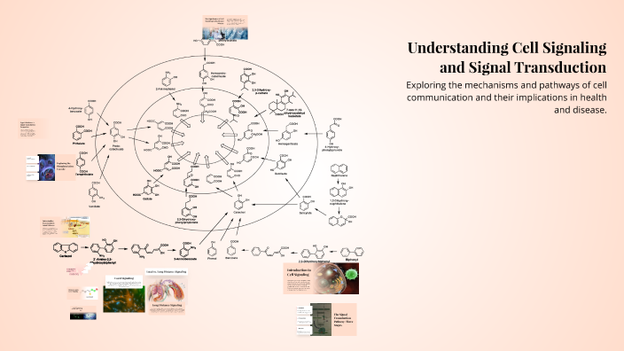 Understanding Cell Signaling and Signal Transduction by Joel Cuthrell ...