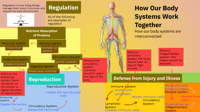 How Our Body Systems Work Together by Jody Thigpen on Prezi