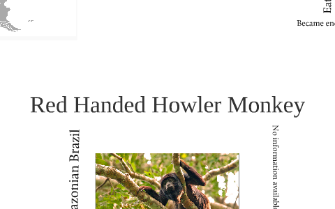 red handed howler monkey by Rebecca Kremens on Prezi