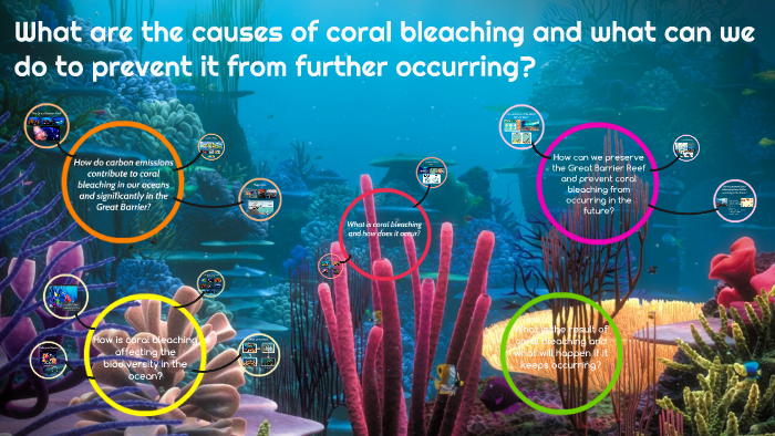 What are the causes of coral bleaching and what can we do to by Trisha ...