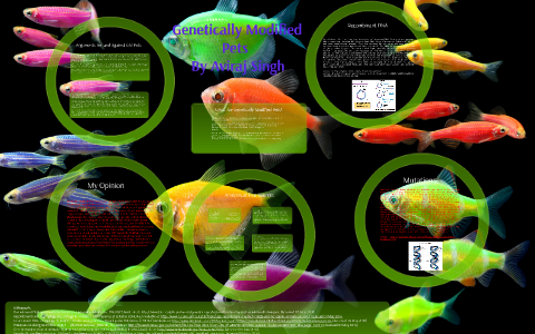 Genetically Modified Pets by Aviraj Singh on Prezi