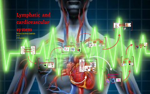 Lymphatic and cardiovascular system by Ana Gabriela Perez on Prezi