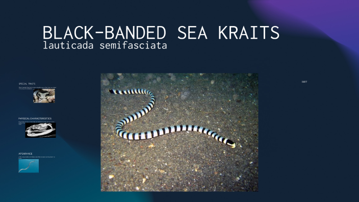 Black-banded Sea Kraits by Rachel Ramirez on Prezi