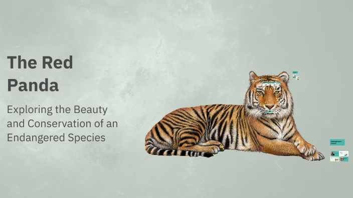 The Red Panda by Megha Munigety on Prezi