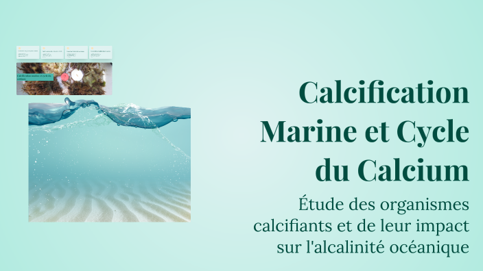 Calcification Marine et Cycle du Calcium by Maria M on Prezi