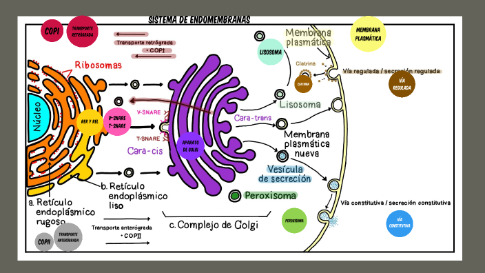 SISTEMA DE ENDOMEMBRANAS Y TRANSPORTE VESICULAR by Alfredo Porras Dimas ...
