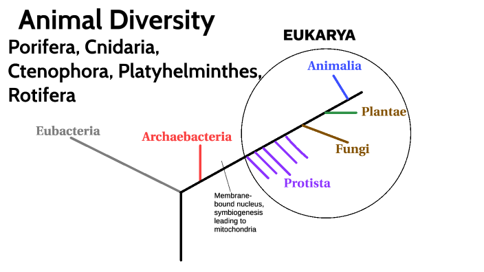 Animal Diversity - Lab 2 by Rachel Wells on Prezi