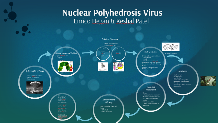 Nuclear Polyhedrosis Virus by Keshal Patel on Prezi