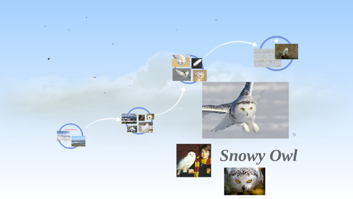 Snowy Owl by Alanna Finn Morris on Prezi