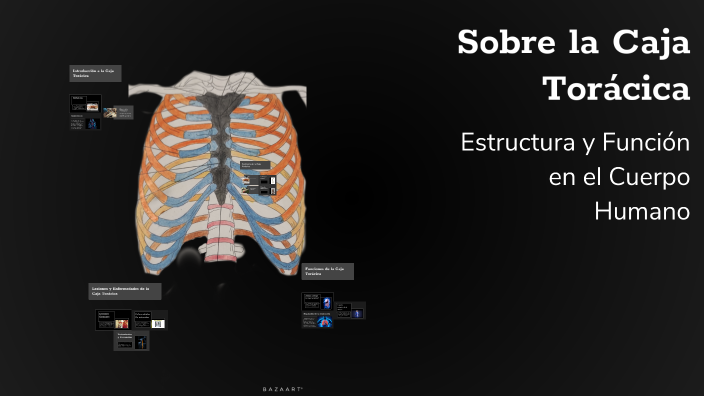 Sobre la Caja Torácica by isa ascencio on Prezi