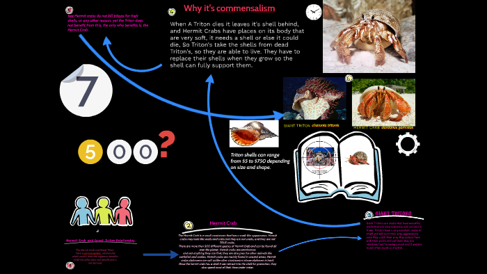 Hermit Crab and Great Triton Relationship. by Sarah Hibbs on Prezi