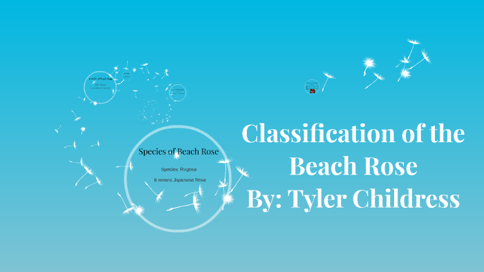Classification of Roses by Tyler Childress on Prezi