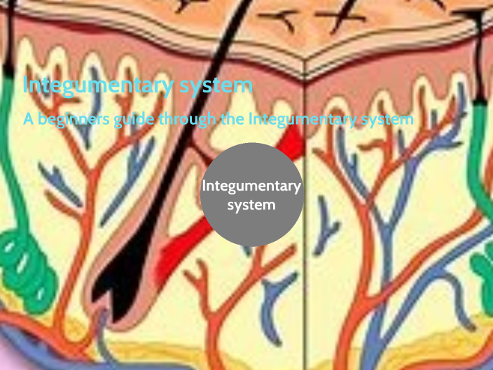 Integumentary system by 1 2 on Prezi