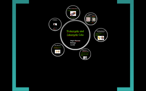 Prokaryotic and Eukaryotic Cells by Angie Perrone on Prezi