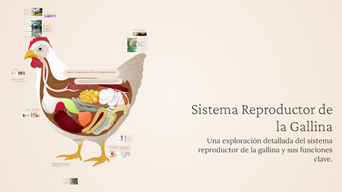 Sistema Reproductor de la Gallina by Wilmer José Martinez Rodríguez on ...