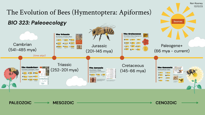 BIO 323 Final Project - The Evolution of Apiformes by Ren Rooney on Prezi