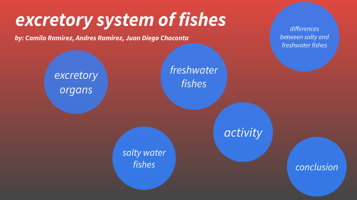 excretory system of fishes by andres ramirez on Prezi