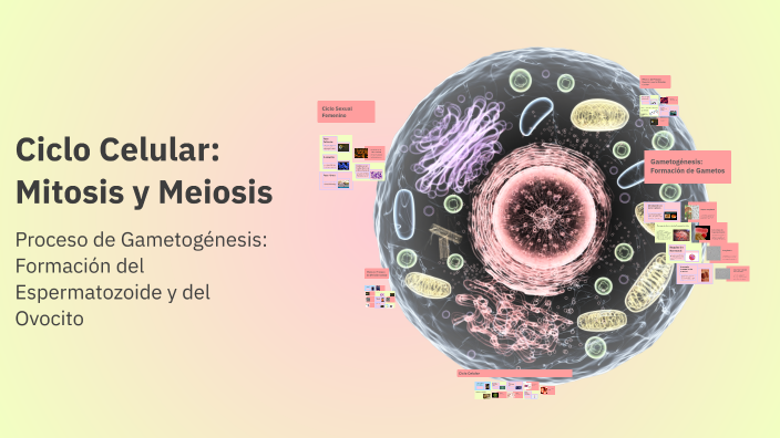 Ciclo Celular: Mitosis y Meiosis by FERNANDO CARREON GLORIA on Prezi