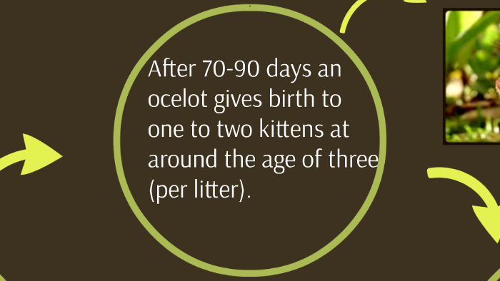 Ocelot Life Cycle by Ally Roberts on Prezi