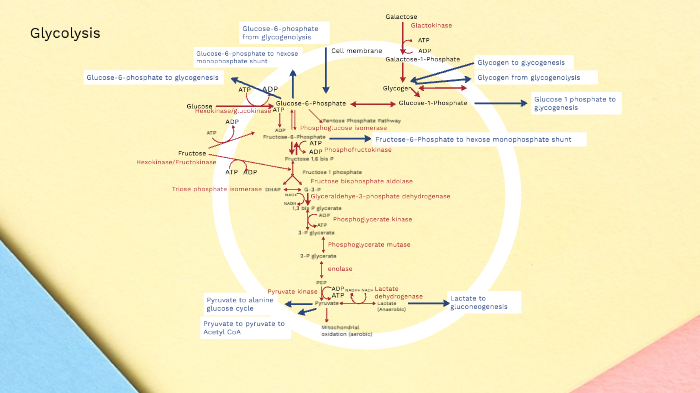 Metabolic Pathways Concept Map