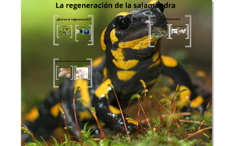 La regeneración de la Salamandra by Francisco Requena on Prezi