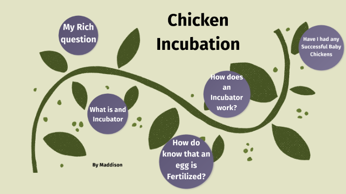 Chicken Incubation by maddison O'Leary on Prezi