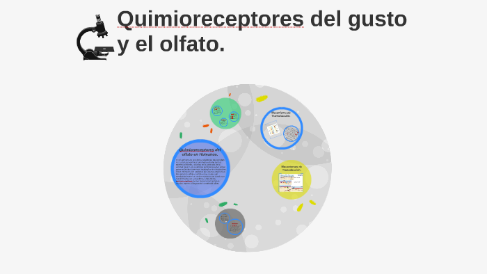 Quimioreceptores del gusto y el olfato en humanos. by Daniela Aldana on ...