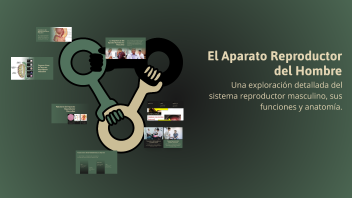 El Aparato Reproductor del Hombre by camilo vallejo on Prezi