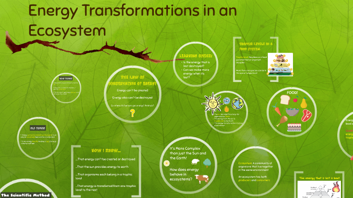 Energy Transformations in an Ecosystem by Shannon Speer on Prezi