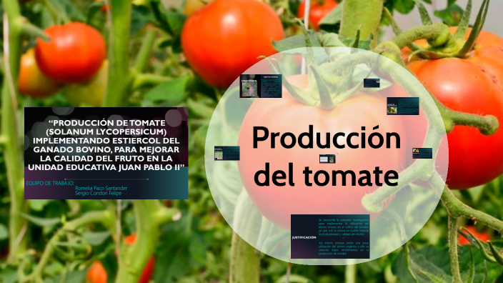 Producción de tomate by Romelia Paco Santander on Prezi