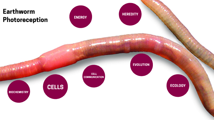 Earthworm Behavior by Katie Blackburn on Prezi