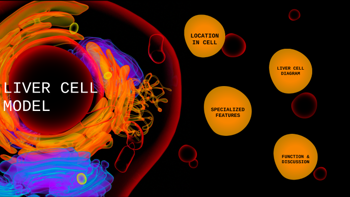 Liver Cell Model by Naila Kabir on Prezi