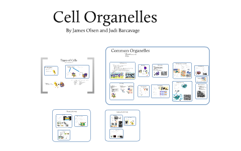 AP Bio: Cell Organelles by James Olsen on Prezi