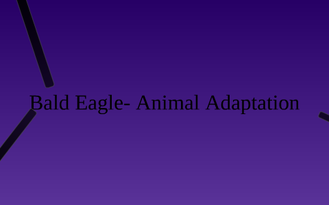 Bald Eagle- Animal Adaptations by Carolina Lopez on Prezi