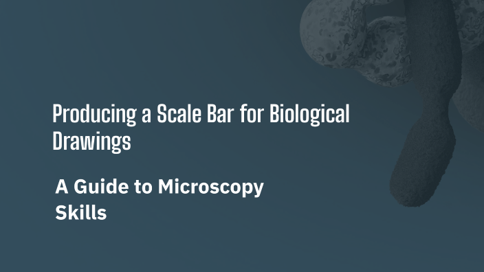 Producing a Scale Bar for Biological Drawings by Shradha Raja on Prezi